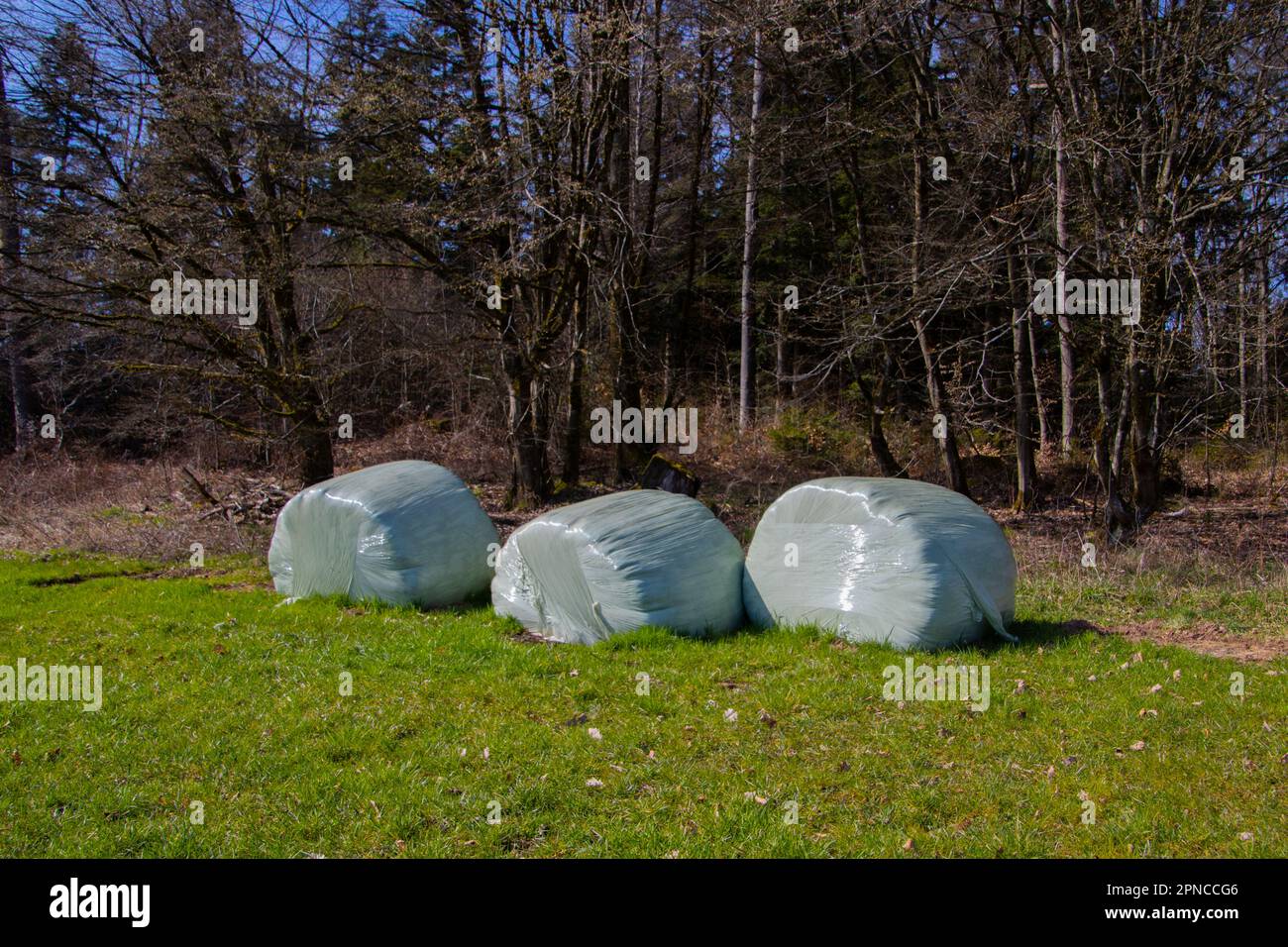Rolled up hay bales wrapped in plastic foil beside a forest Stock Photo ...