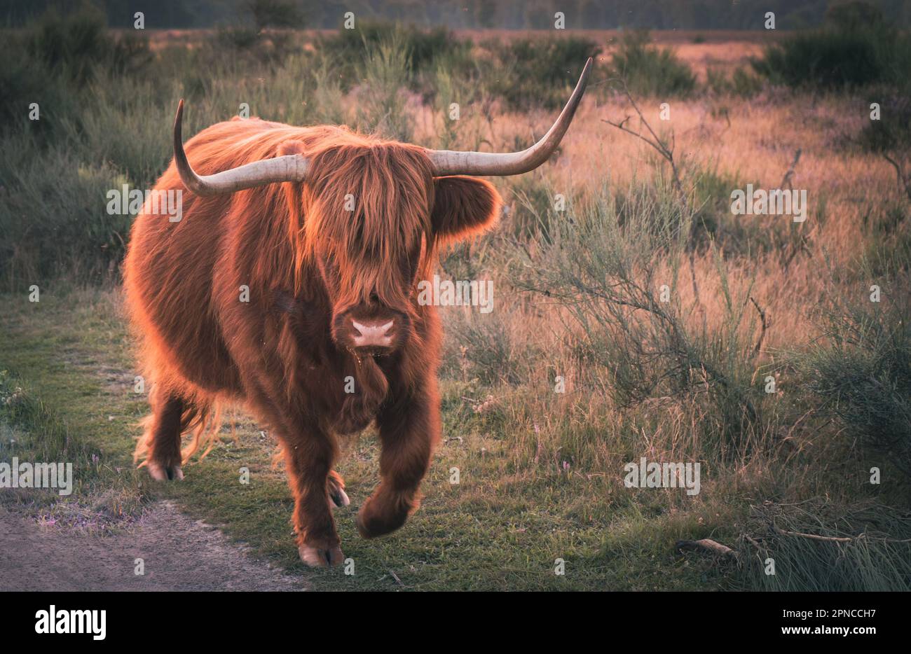 Scottish highland cow walks along the road in a landscape park Stock ...