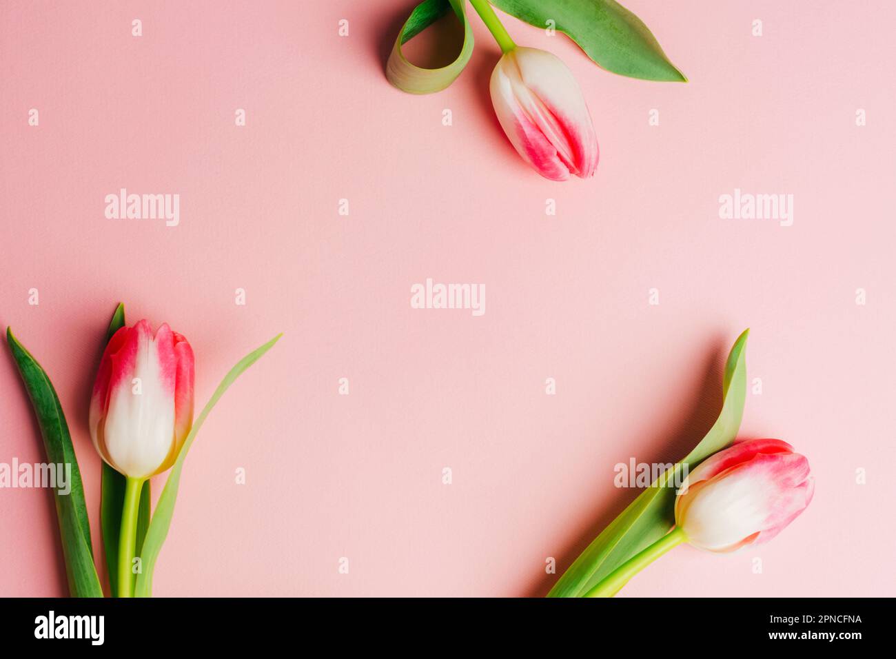 Three tulip flowers on pink backdrop. Spring festive background. Top ...