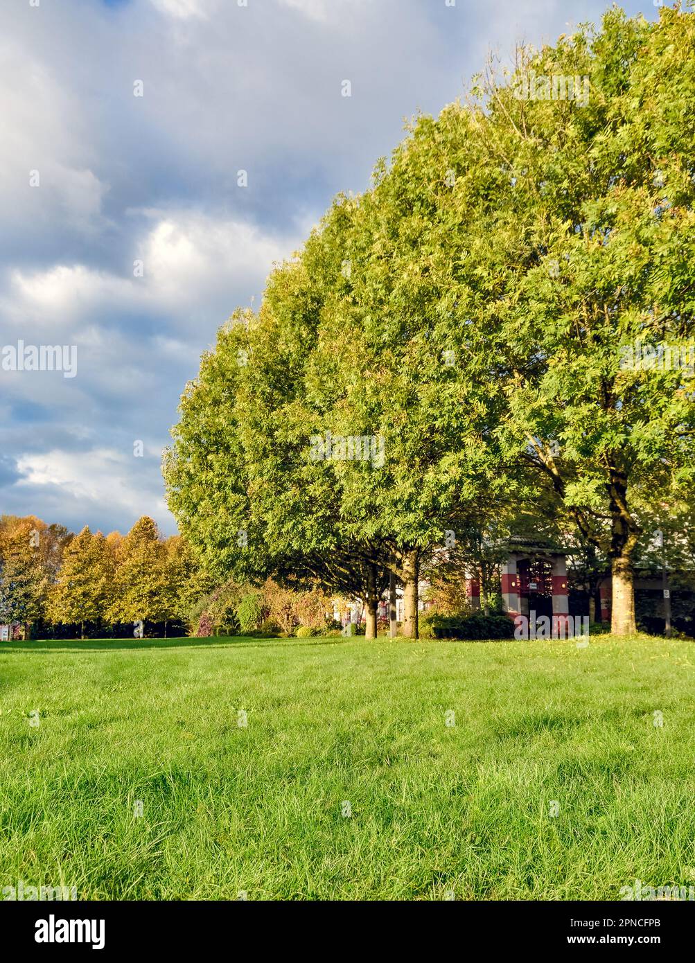 Recreation area in a park. Green lawn and trees with large, overgrown ...