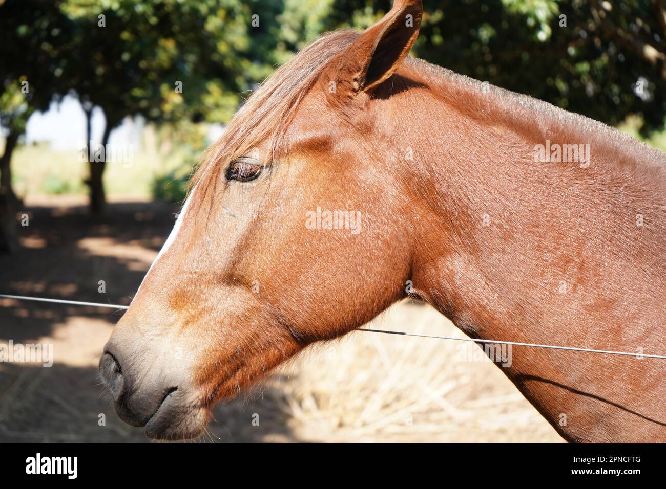 A brown horse face on the farm Stock Photo - Alamy