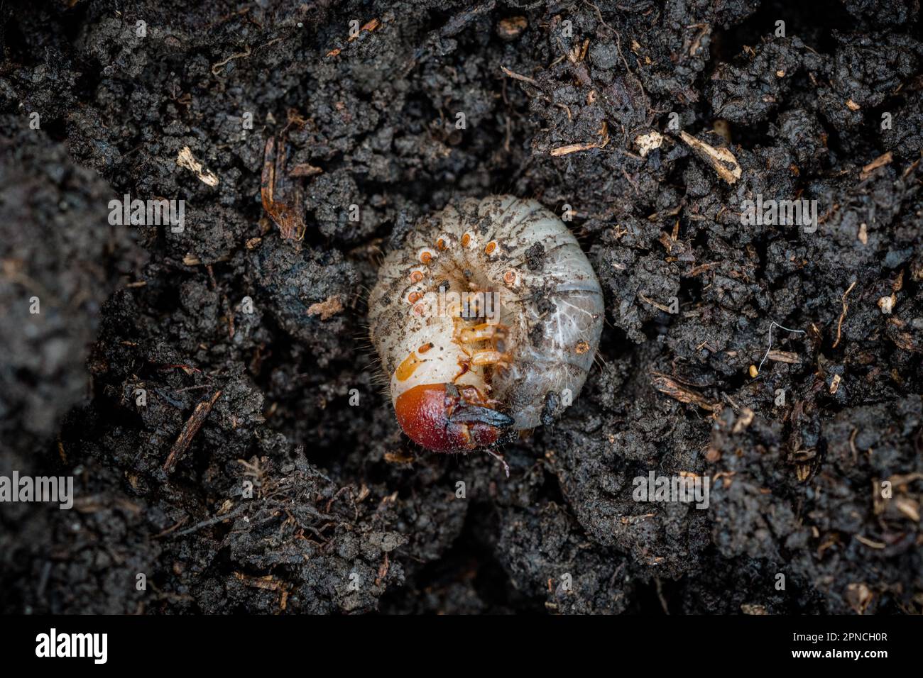 European rhinoceros beetle Oryctes nasicornis larva in compost Stock ...