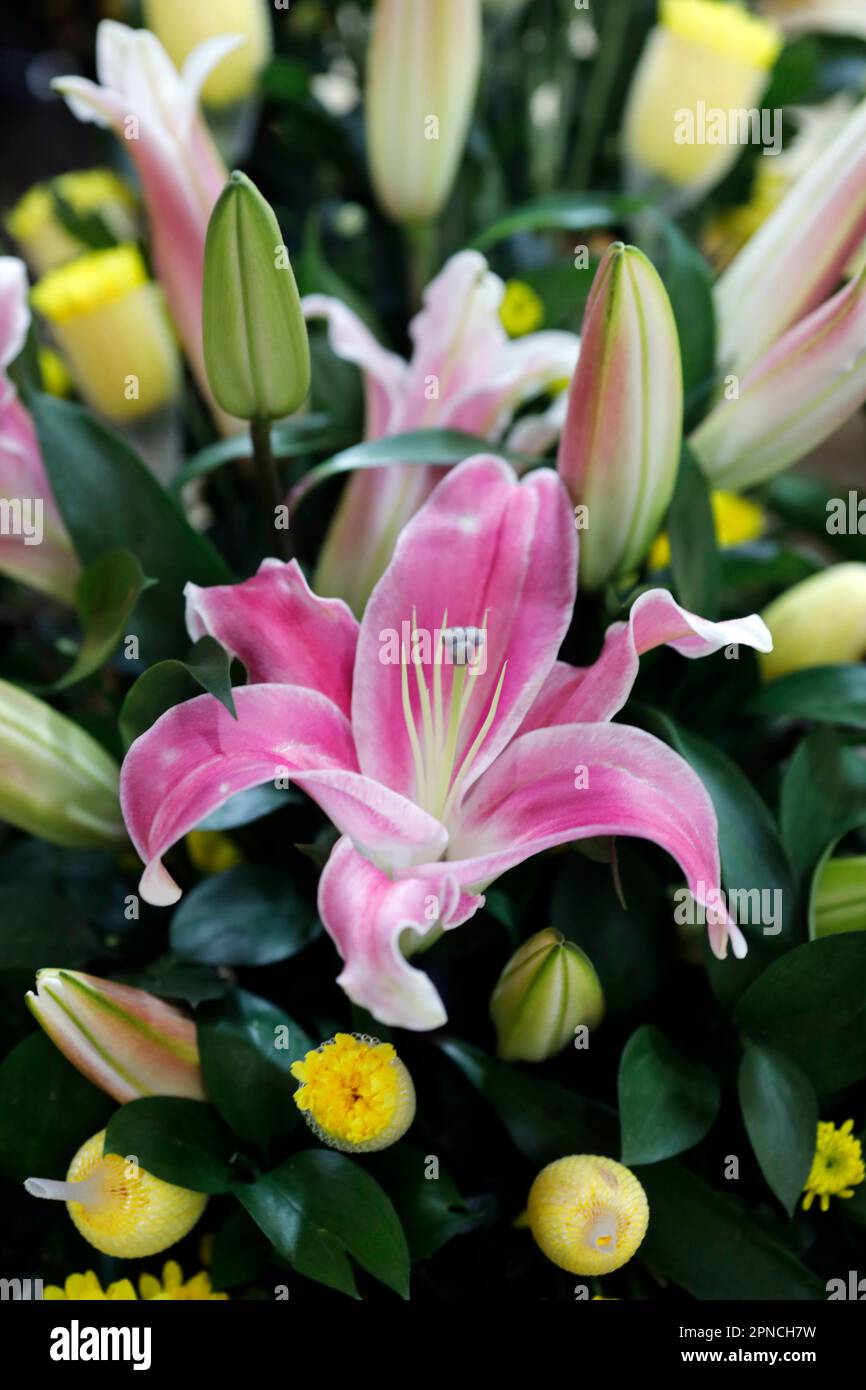 Thien Quang Co Tu buddhist temple. Pink lily flowers. Tan Chau. Vietnam ...