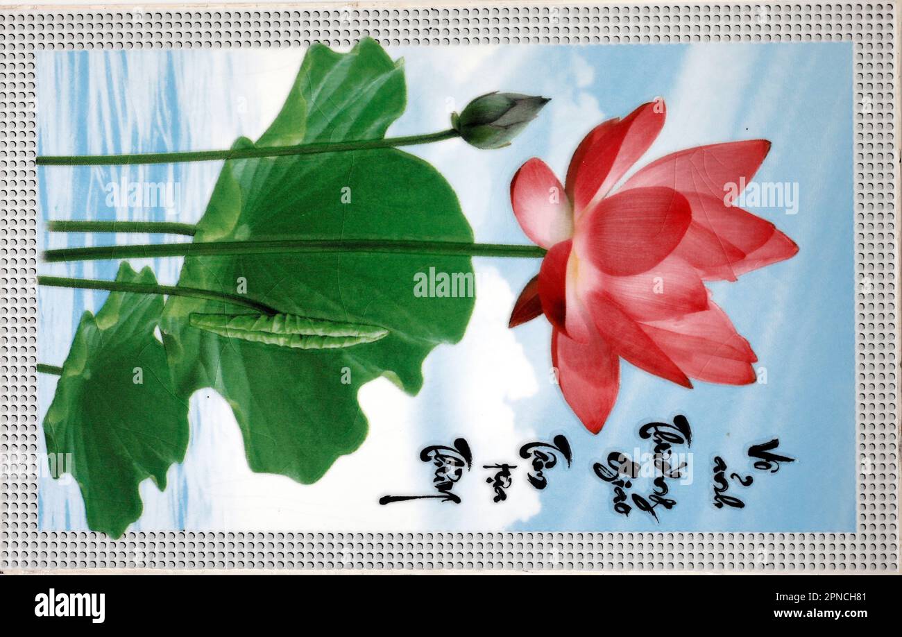 Thien Quang Co Tu buddhist temple. Lotus flower. Tan Chau. Vietnam ...