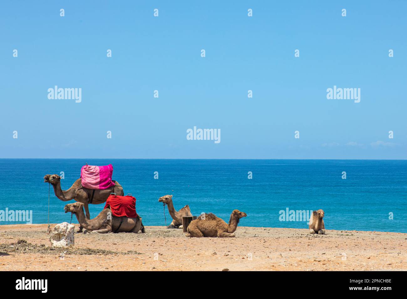 Tangier, Morocco - 2022: camel ride for tourists in the beach Stock ...