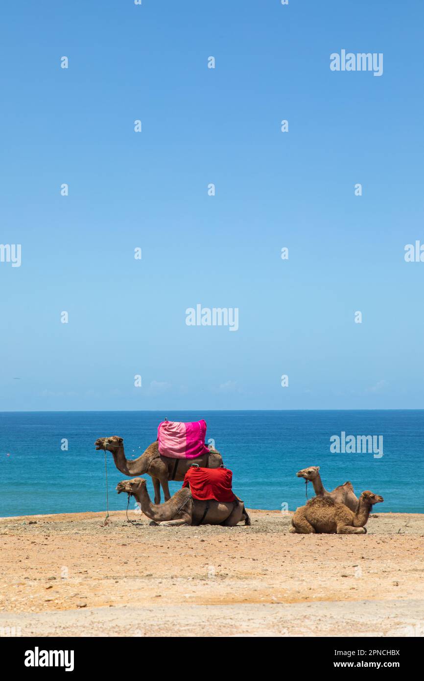Tangier, Morocco - 2022: camel ride for tourists in the beach Stock ...