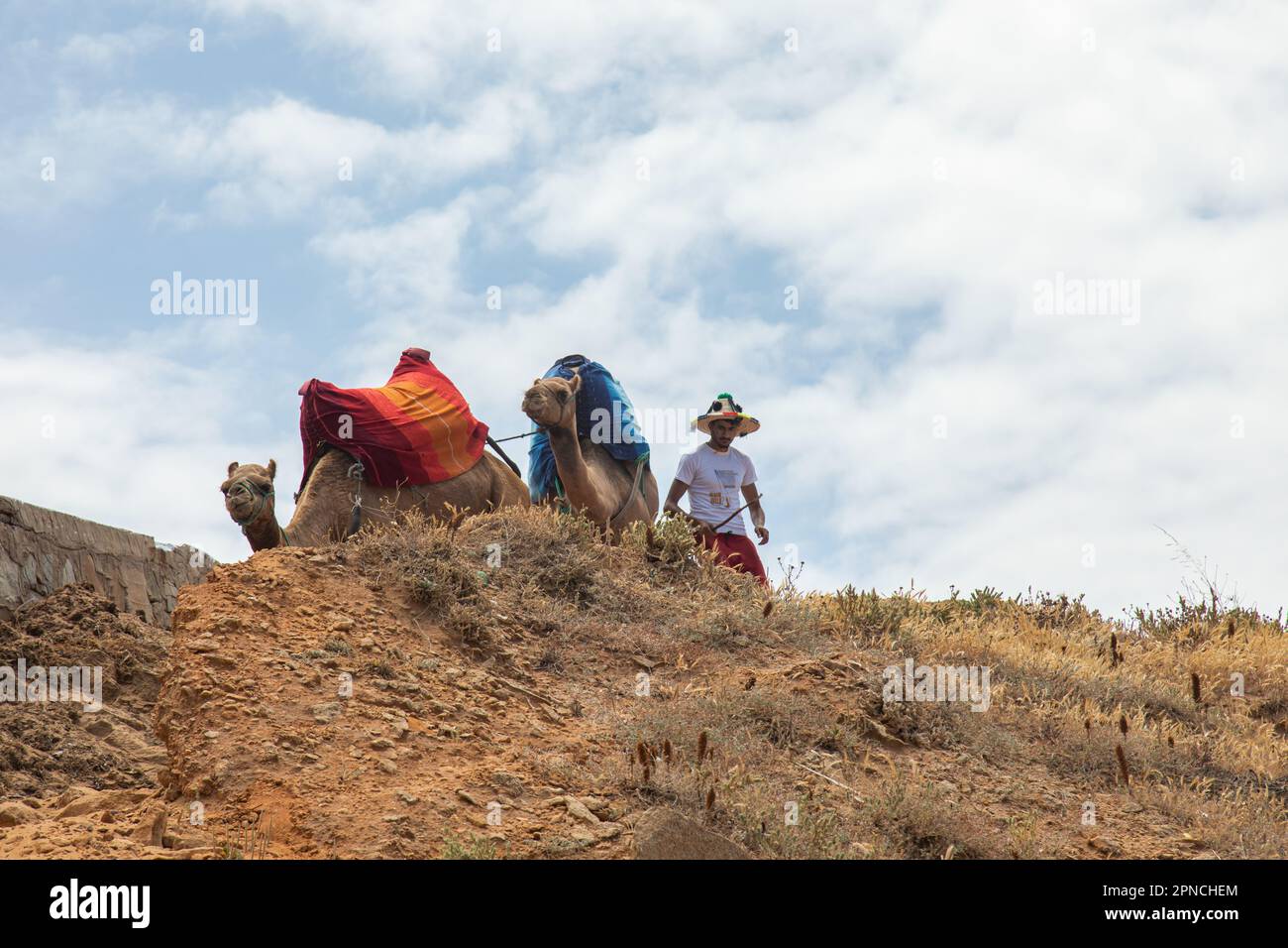 Tangier, Morocco - 2022: camel ride for tourists in the beach Stock ...