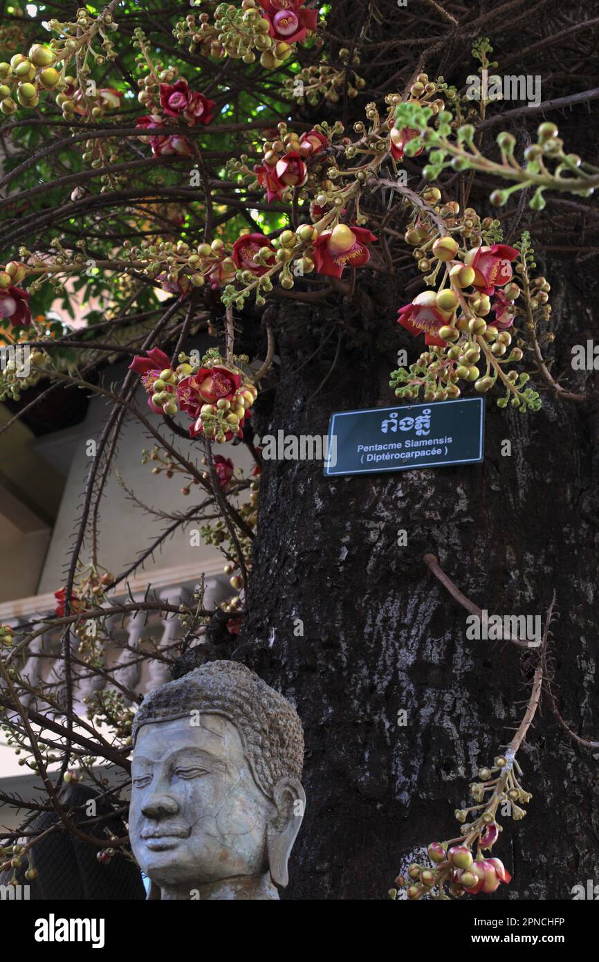 Statue Buddha under Sala tree in Royal Palace Phnom Penh Cambodia Stock ...