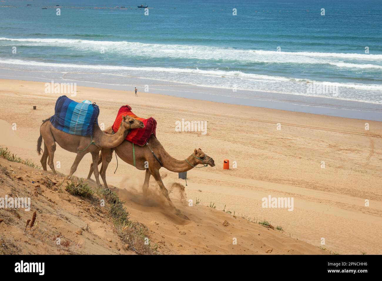 Tangier, Morocco - 2022: camel ride for tourists in the beach Stock ...