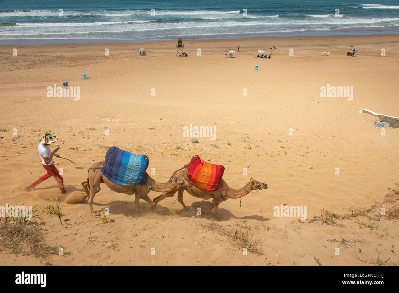 Tangier, Morocco - 2022: camel ride for tourists in the beach Stock ...