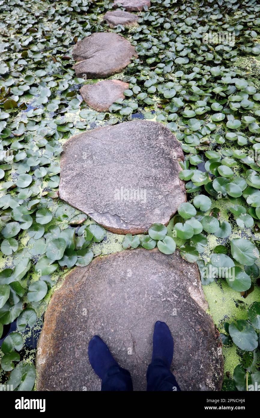 Phat Quang Buddhist temple. Temple pond with stones and water lilies ...