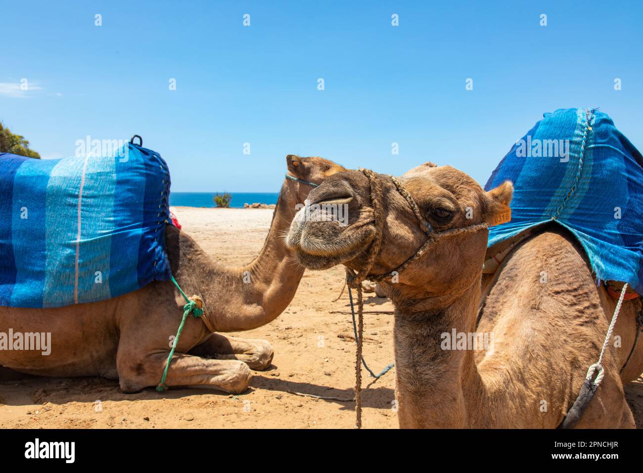 Tangier, Morocco - 2022: camel ride for tourists in the beach Stock ...