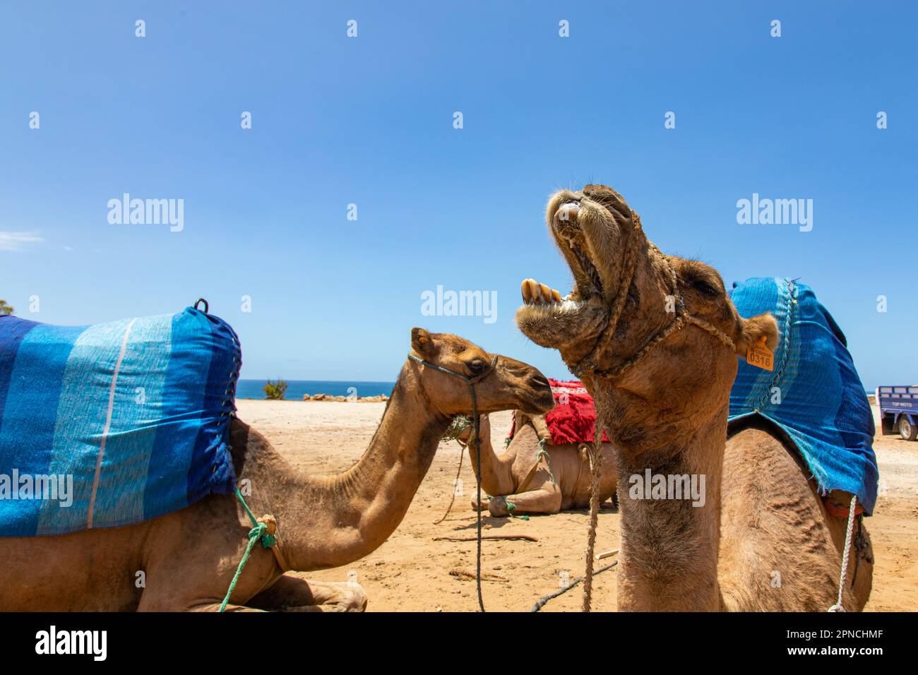 Tangier, Morocco - 2022: camel ride for tourists in the beach Stock ...