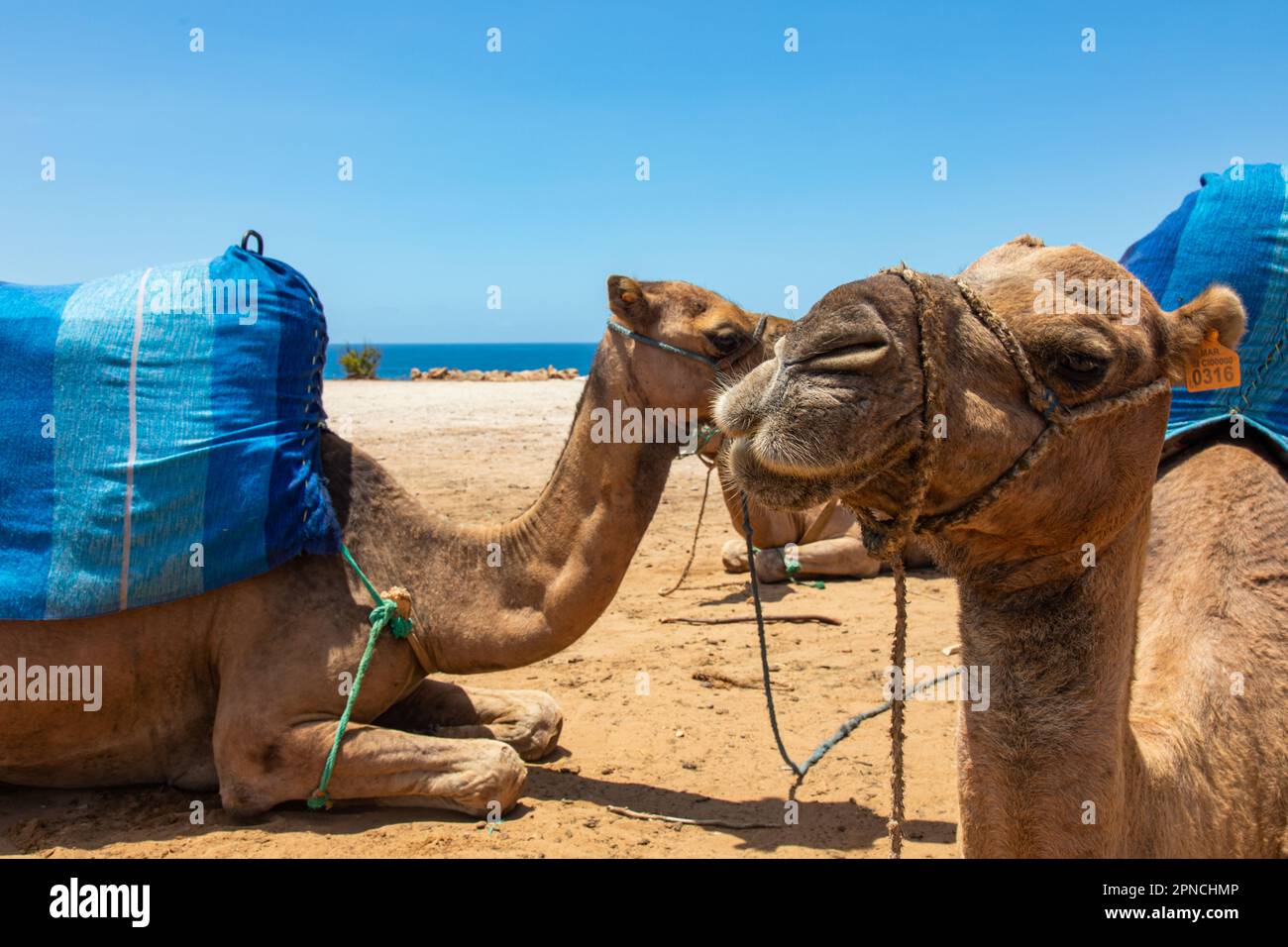 Tangier, Morocco - 2022: camel ride for tourists in the beach Stock ...