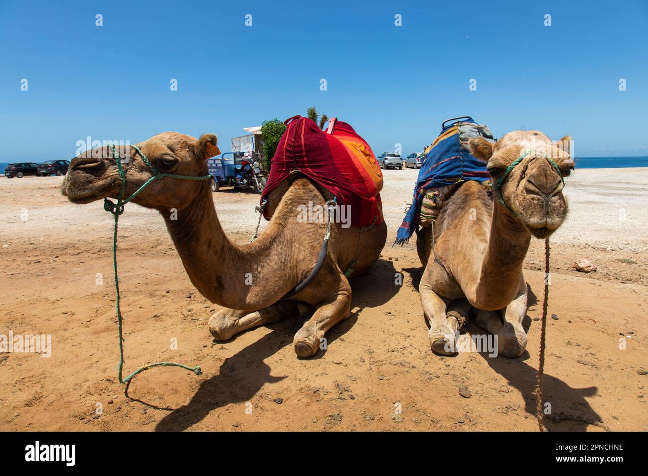Tangier, Morocco - 2022: camel ride for tourists in the beach Stock ...