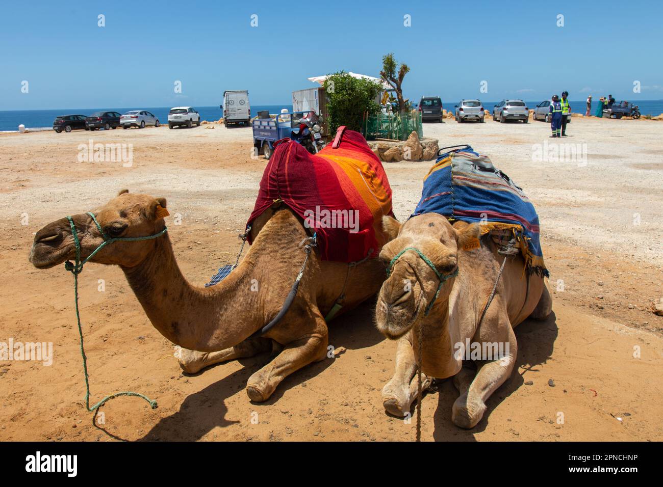 Tangier, Morocco - 2022: camel ride for tourists in the beach Stock ...