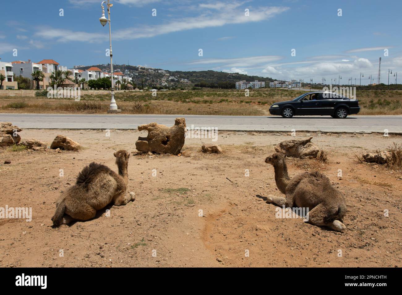 Tangier, Morocco - 2022: camel ride for tourists in the beach Stock ...