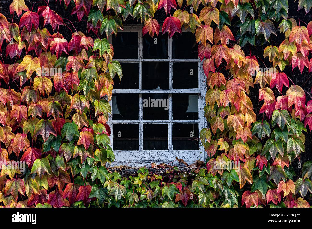 Ivy around window hi-res stock photography and images - Alamy