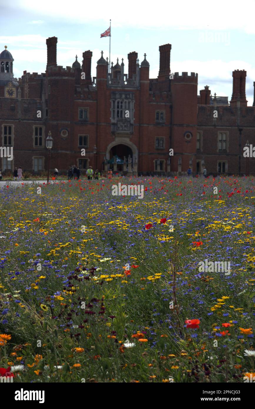 Wild Flowers Outside Hampton Court Palace Stock Photo - Alamy