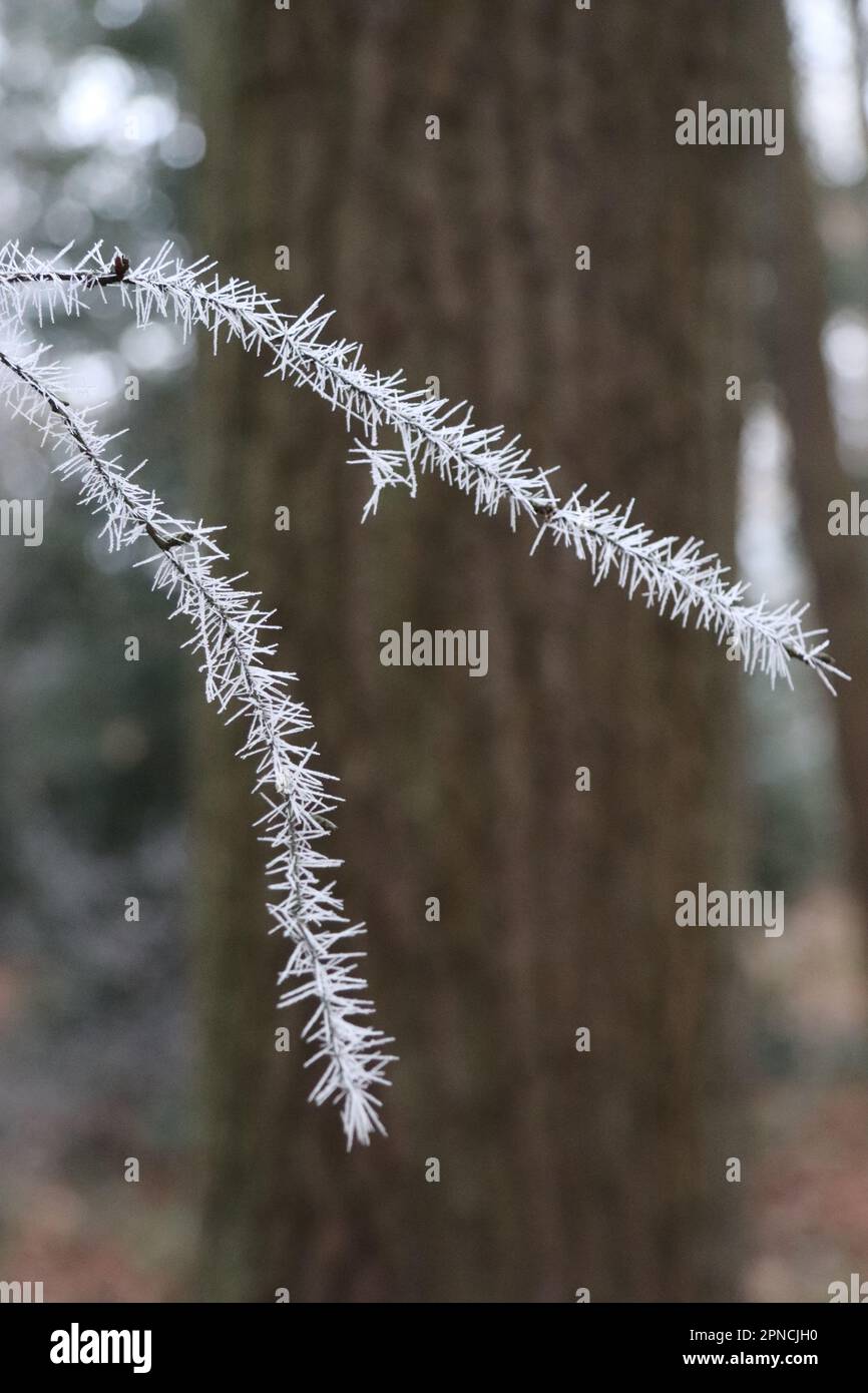 Winter trees & frost Stock Photo - Alamy