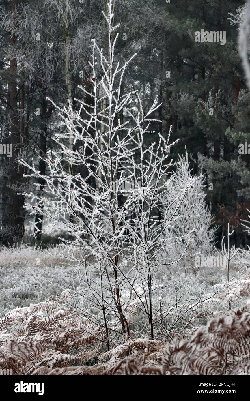 Winter trees & frost Stock Photo - Alamy