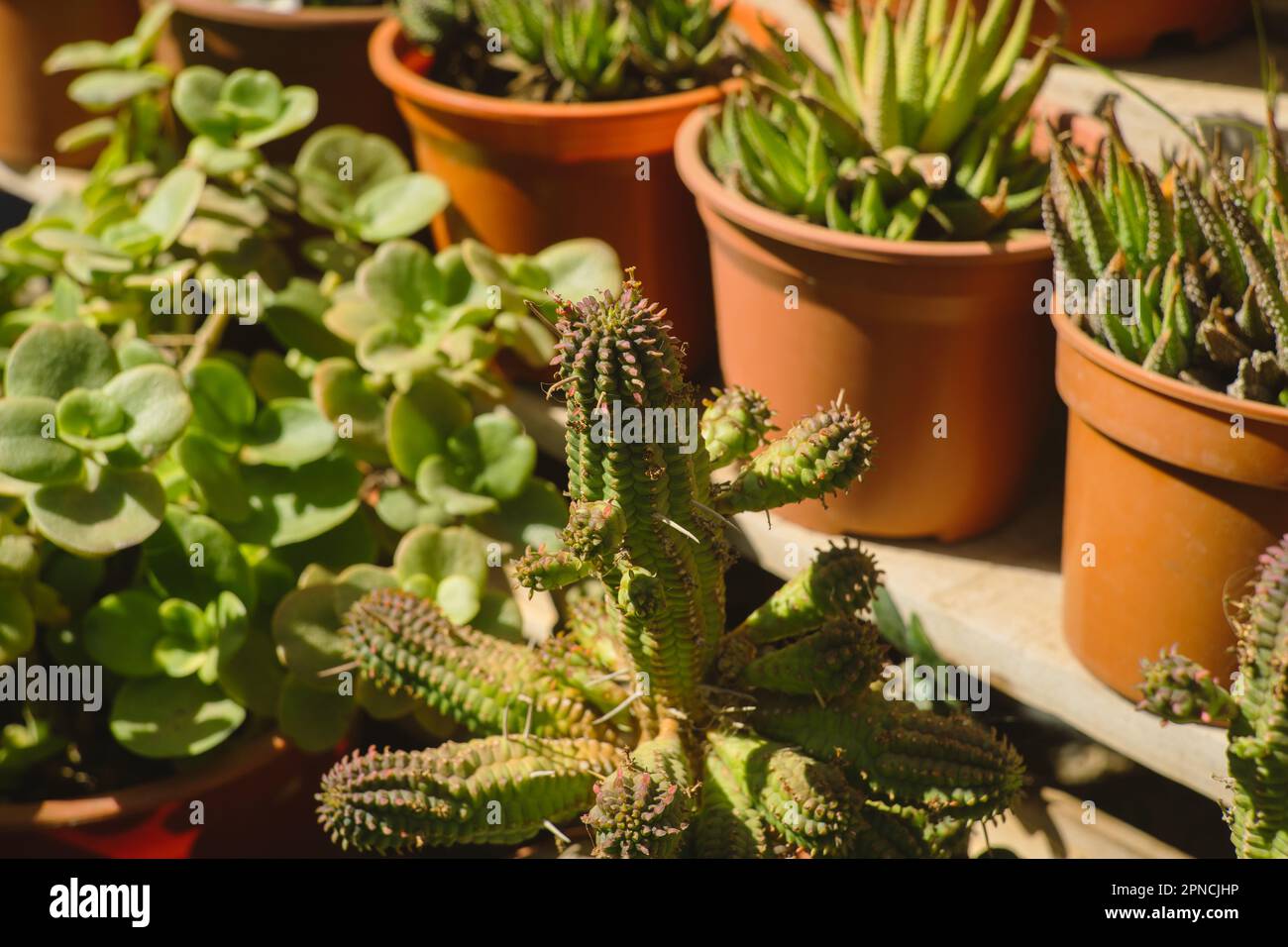 A collection of diverse plants in terracotta flowerpots, Euphorbia ...