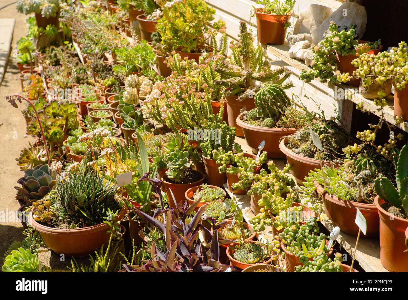A vibrant array of succulents and cacti in various sizes and shades displayed in the garden ...