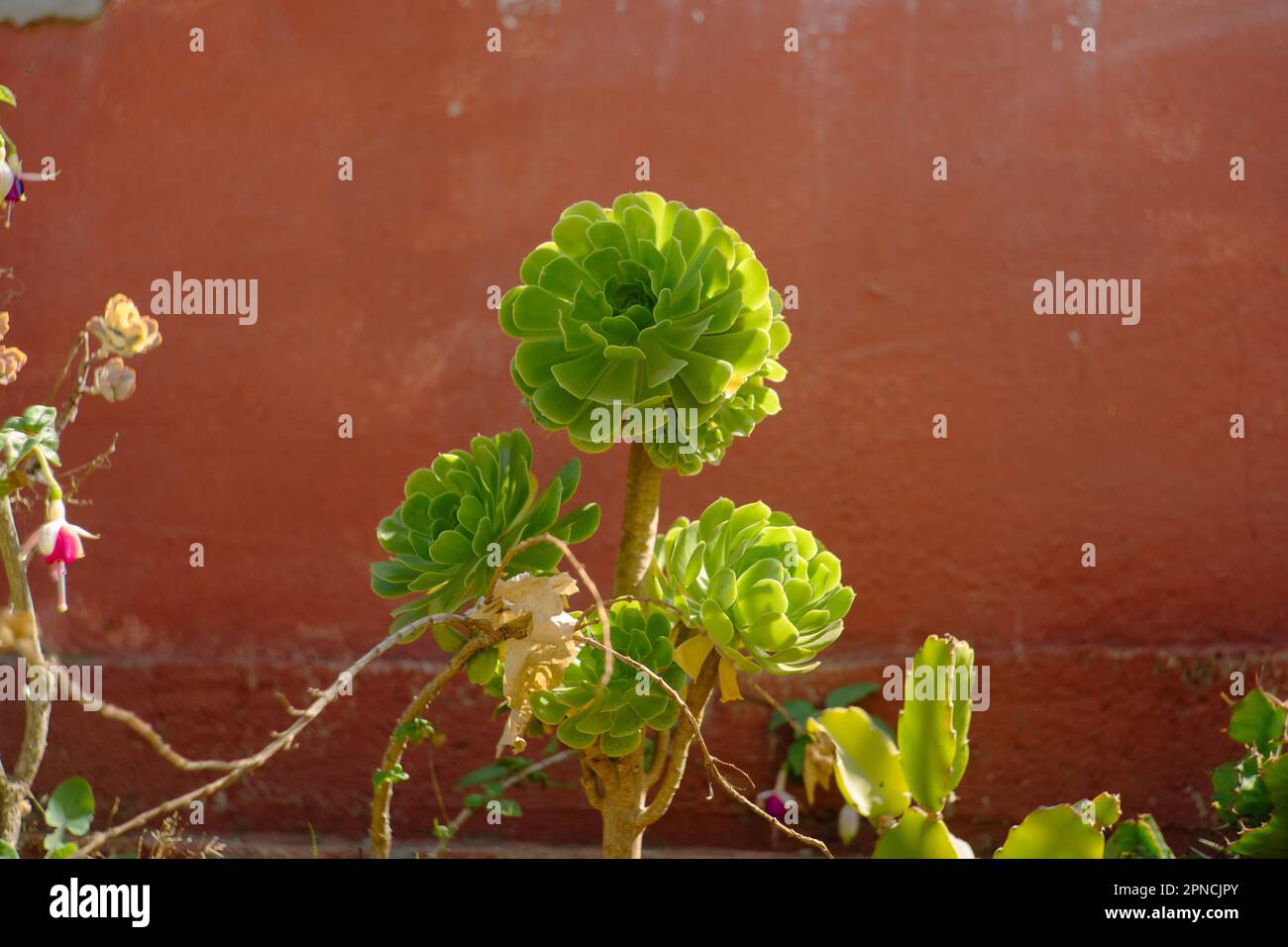 The tree houseleek against the background of a red wall. Aeonium ...