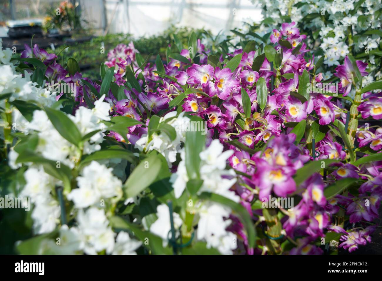 A large selection of Dendrobium Orchids in full bloom, growing in a ...
