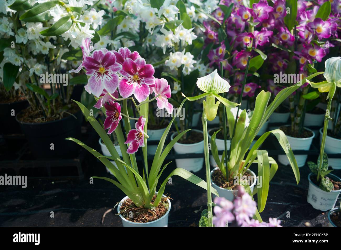A large selection of Orchids in full bloom, growing in a commercial ...