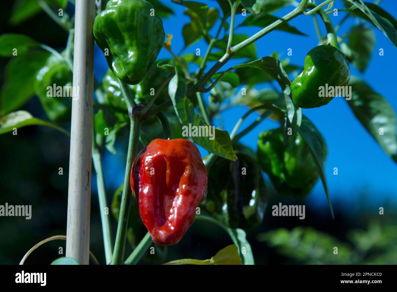 Scotch bonnet chili peppers, Capsicum chinense Stock Photo - Alamy