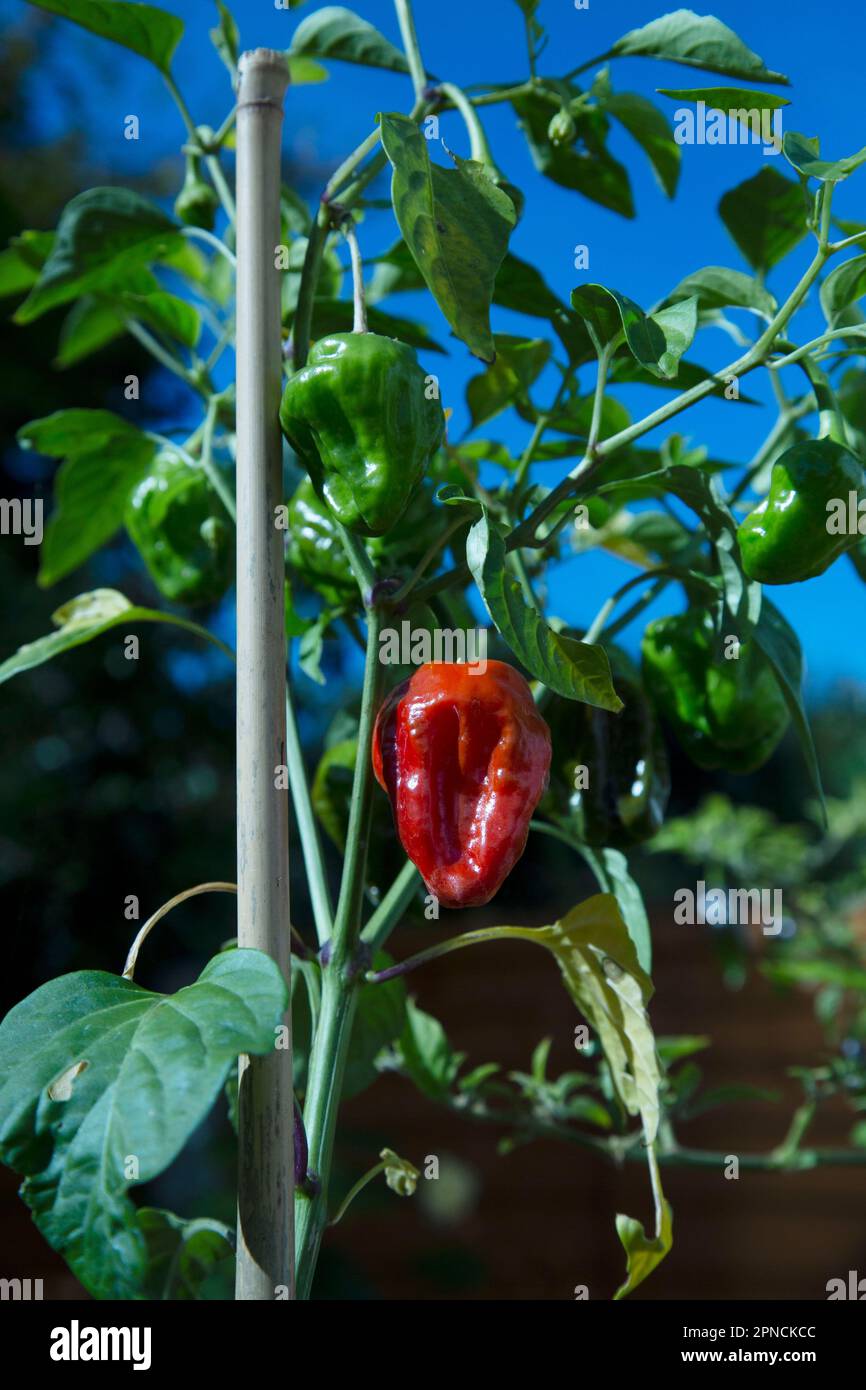 Scotch bonnet chili peppers, Capsicum chinense Stock Photo - Alamy