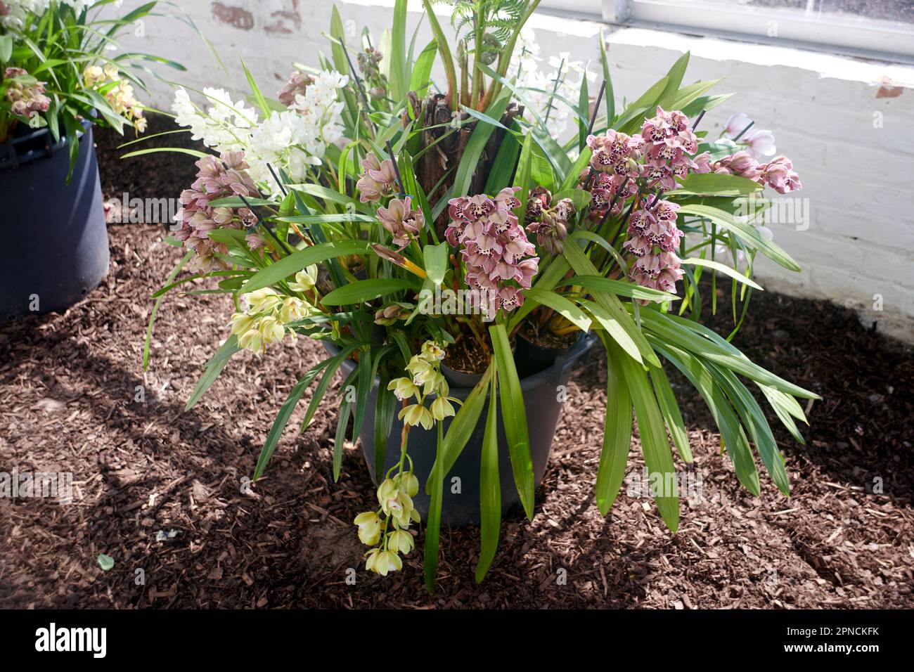 A large selection of Orchids in full bloom, growing in a commercial ...