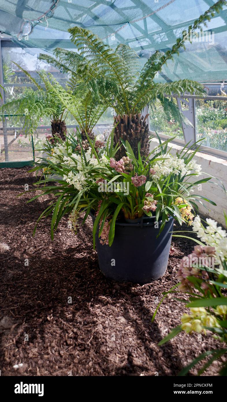 A large selection of Orchids in full bloom, growing in a commercial ...