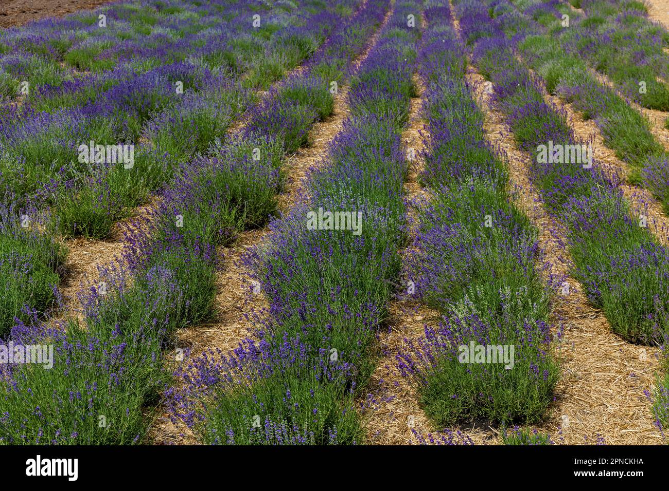 Field with blooming purple lavender. Lavender bushes are planted in long rows Stock Photo - Alamy