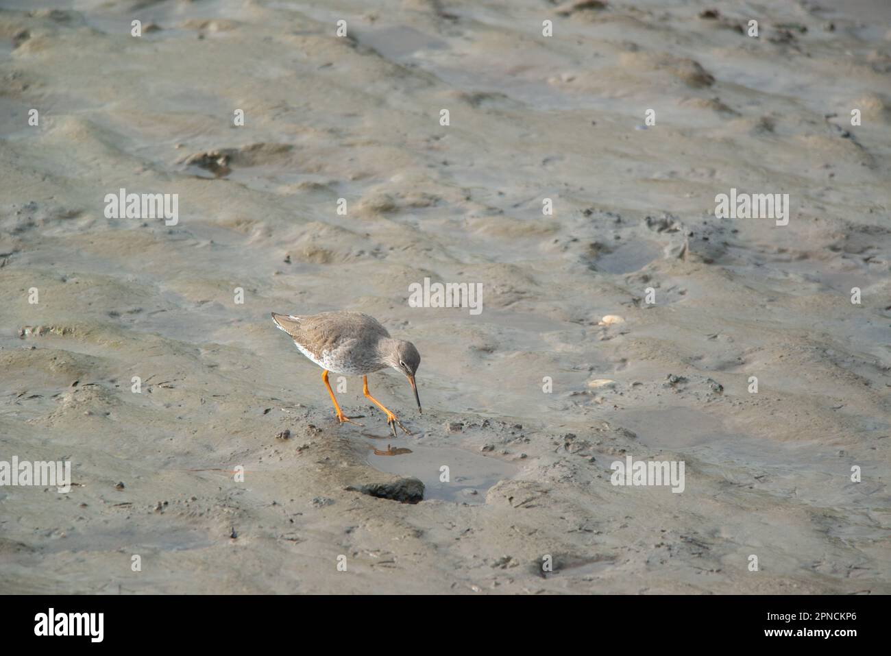 Common redshank (Tringa totanus) hunting for food in a muddy estuary ...