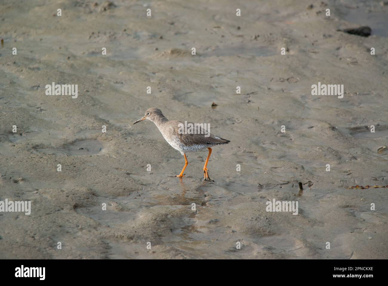 Common redshank (Tringa totanus) hunting for food in a muddy estuary ...