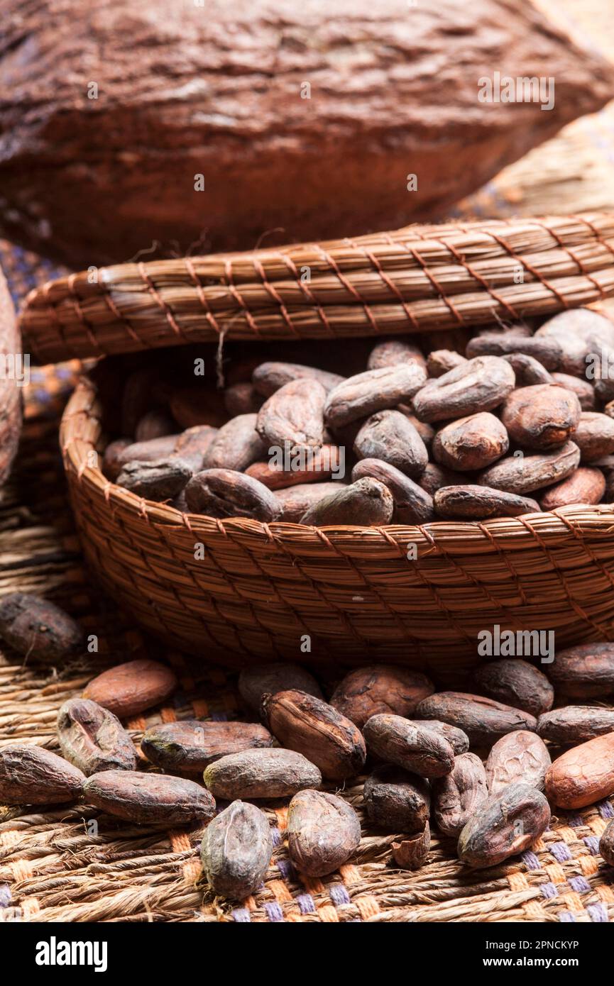 Raw chocolate, cocoa beans and cocoa pods in a woven vegetable fiber ...