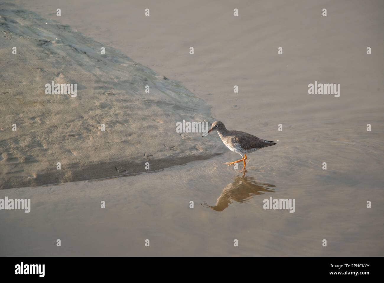 Common redshank (Tringa totanus) hunting for food in a muddy estuary ...
