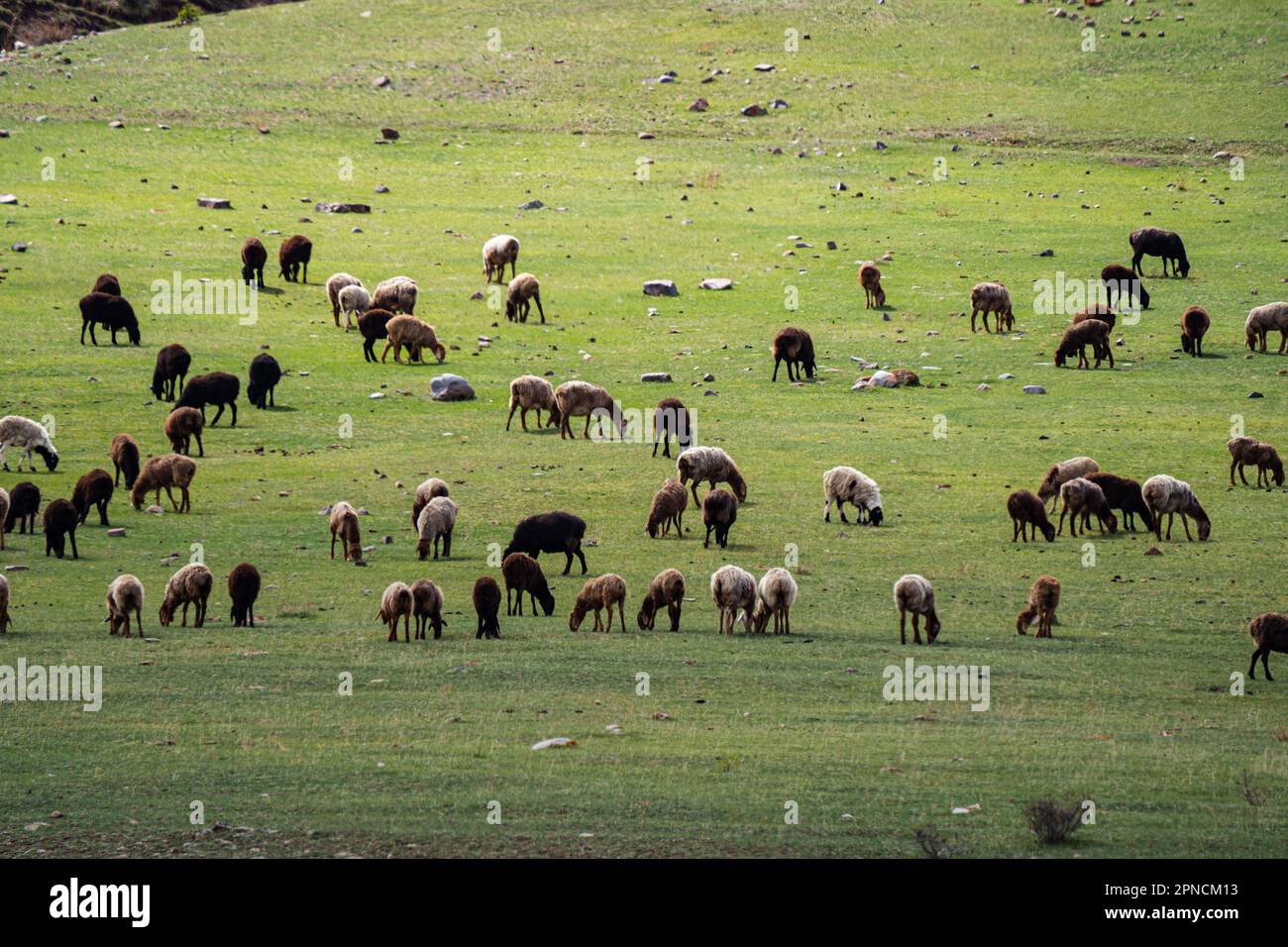 Pasture with sheep in the village. Herd with sheep on a farm in field ...