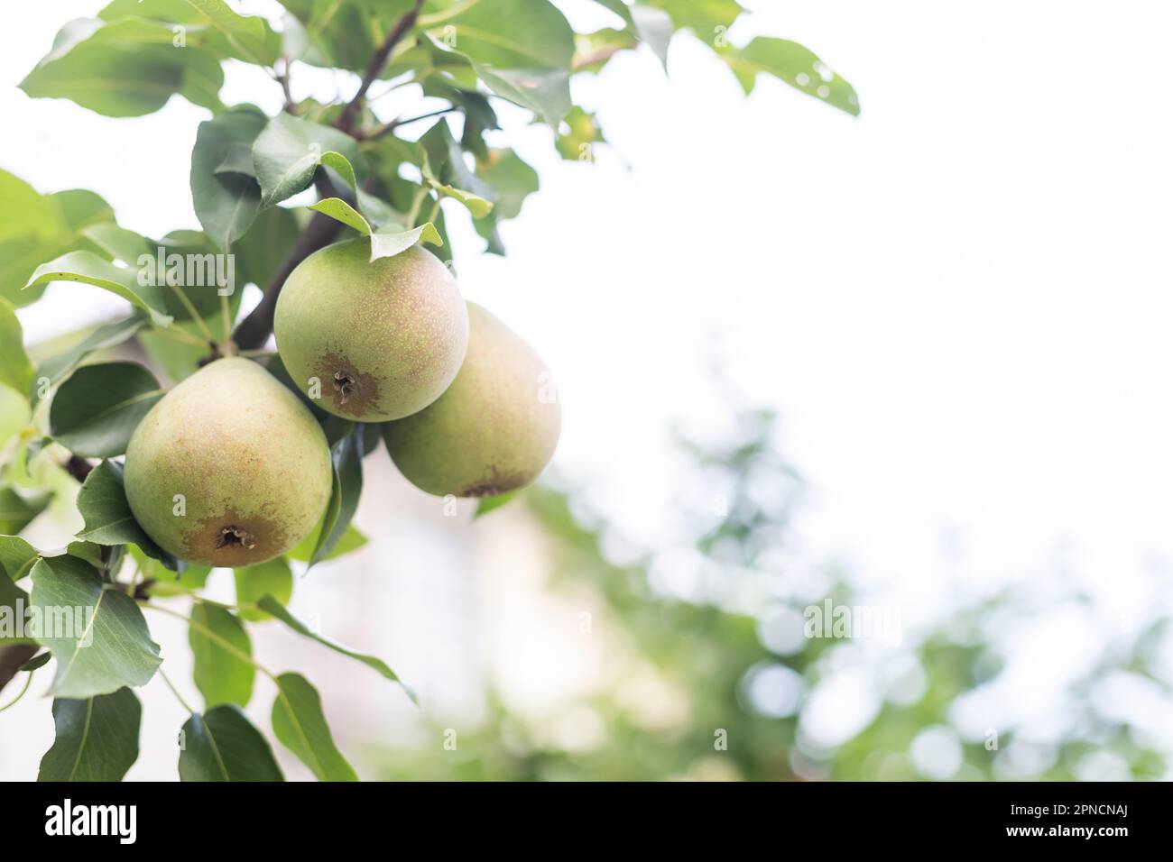 A bunch of pears in the tree. Benefits of pears. Blue sky Background ...