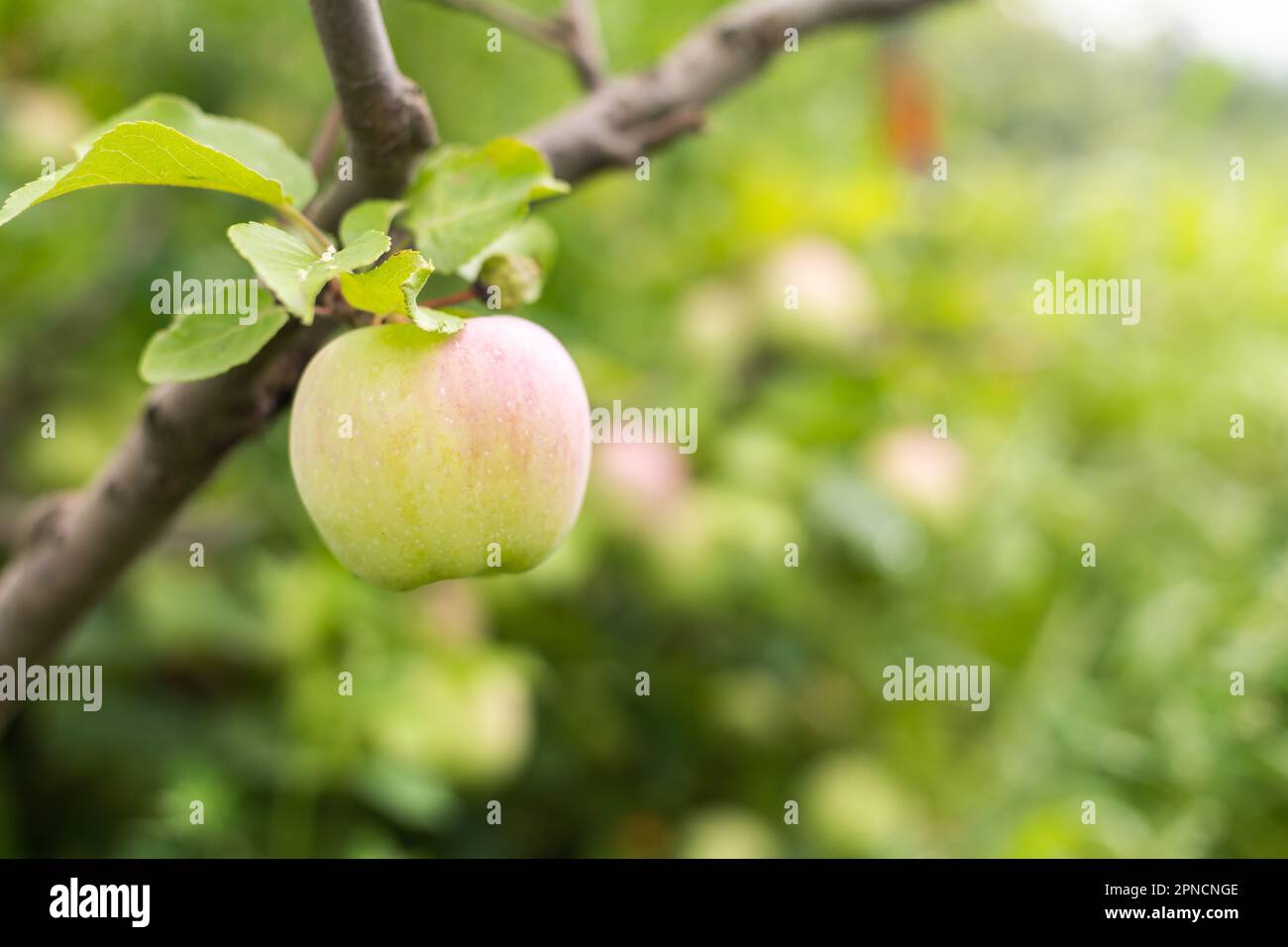 The cultivation of Apple trees in an industrial environment for ...