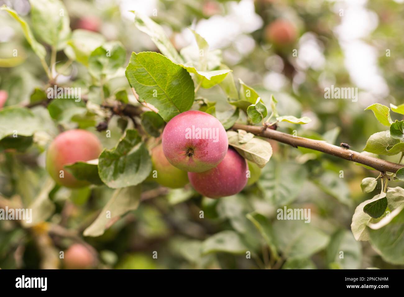 The cultivation of Apple trees in an industrial environment for ...