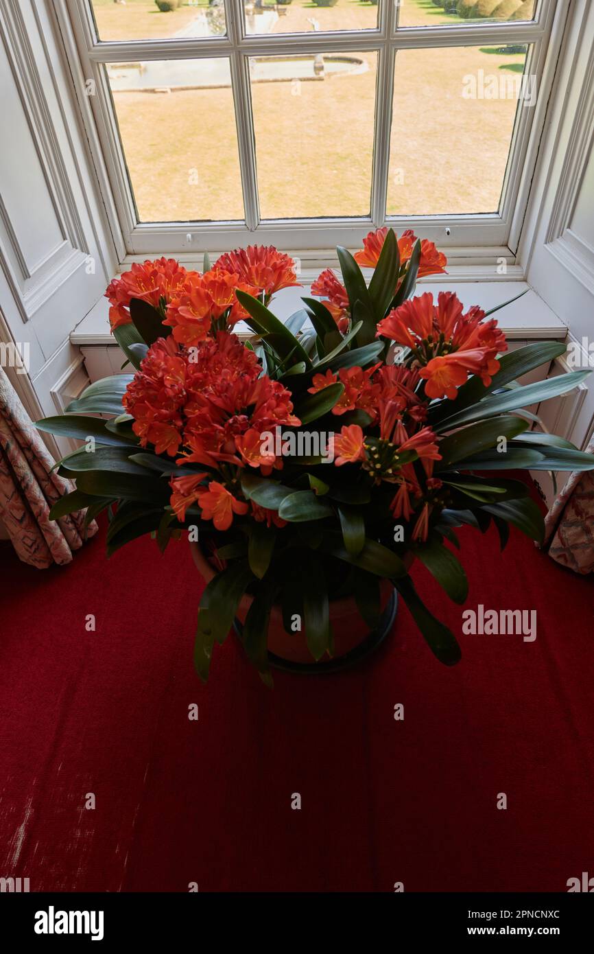 Clivia (Clivia miniata), named after Clive of India, the Natal lily or ...