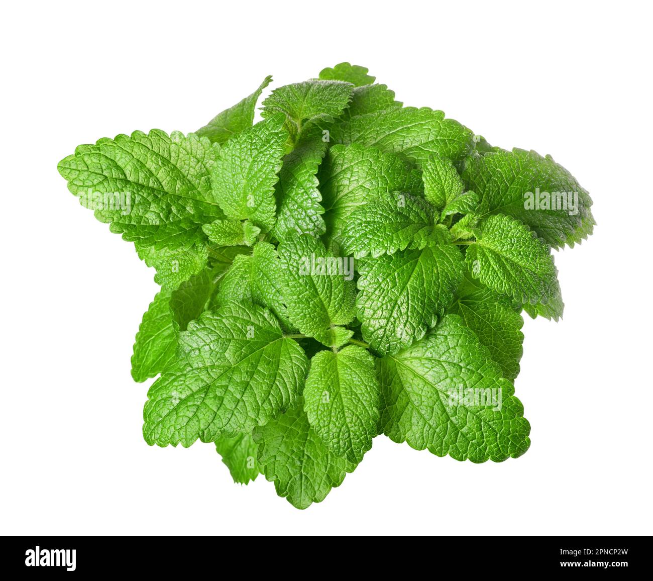 Fresh lemon balm isolated on white background Stock Photo - Alamy