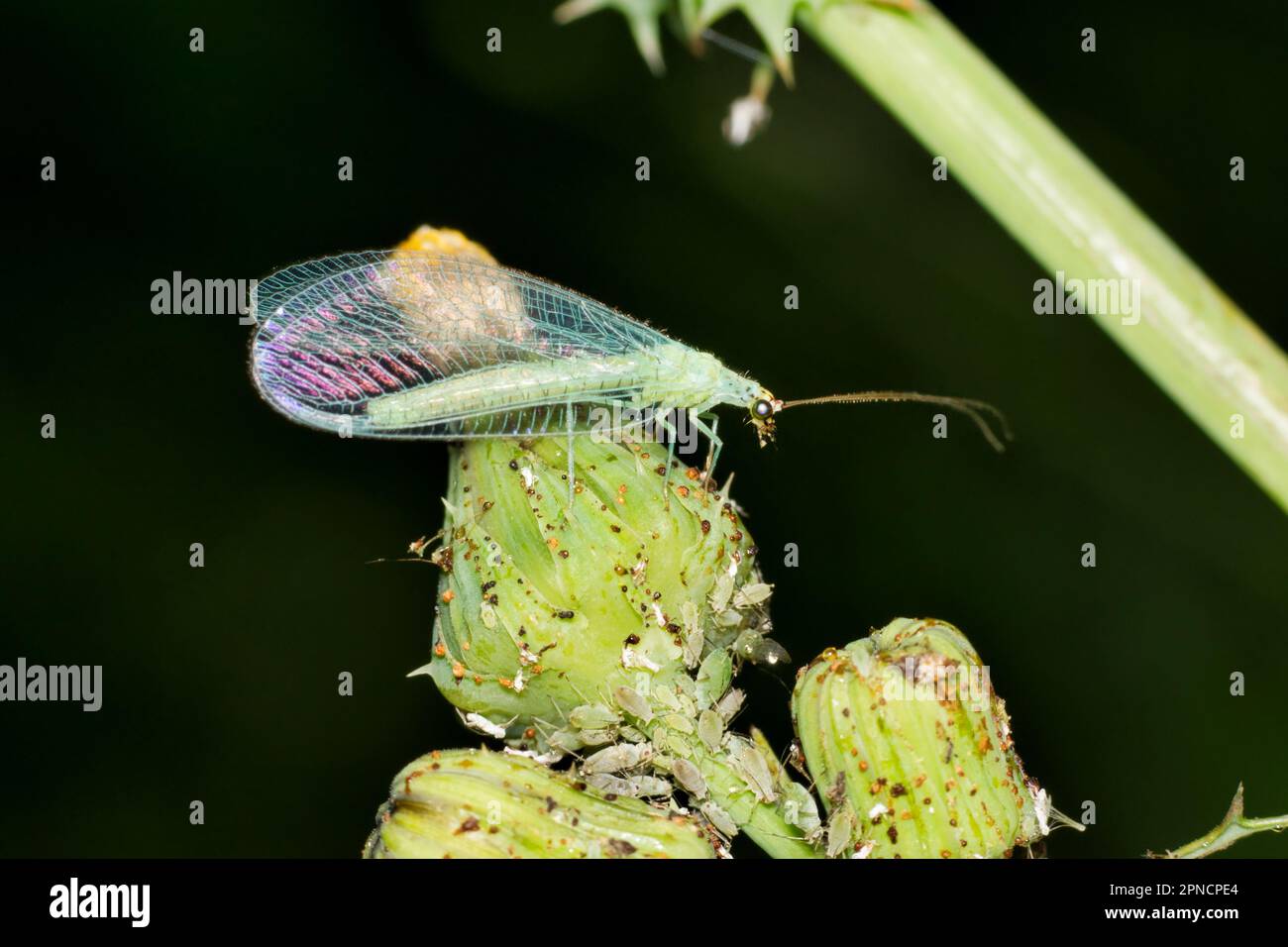 Green Lacewing adult (Chrysoperla) eating aphids at night on flower ...