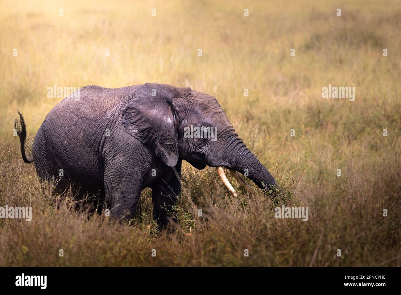 Wild big grey african elephant in the savannah in the Serengeti ...