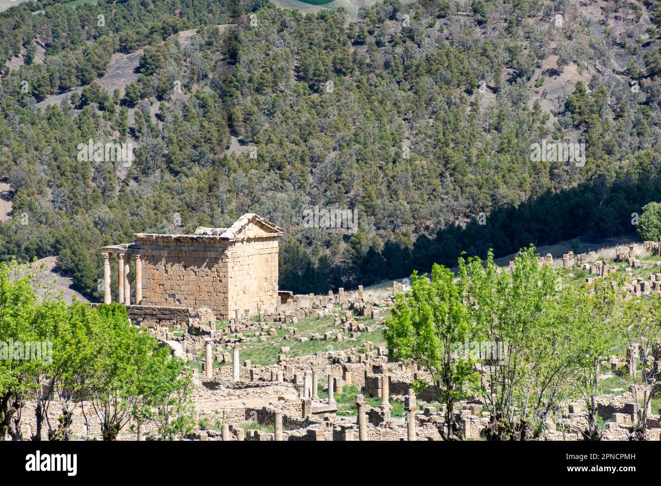View of (Temple of Gens Septimia) in the ancient city of Cuicul-Djemila ...