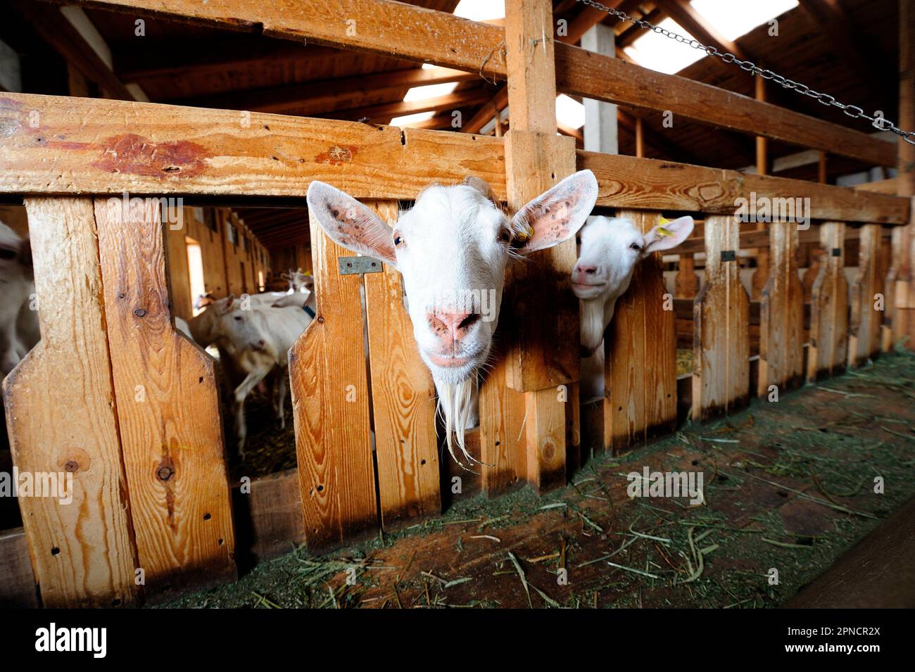 Saanen goats and chamois reared "as they once were" in the Capre al ...