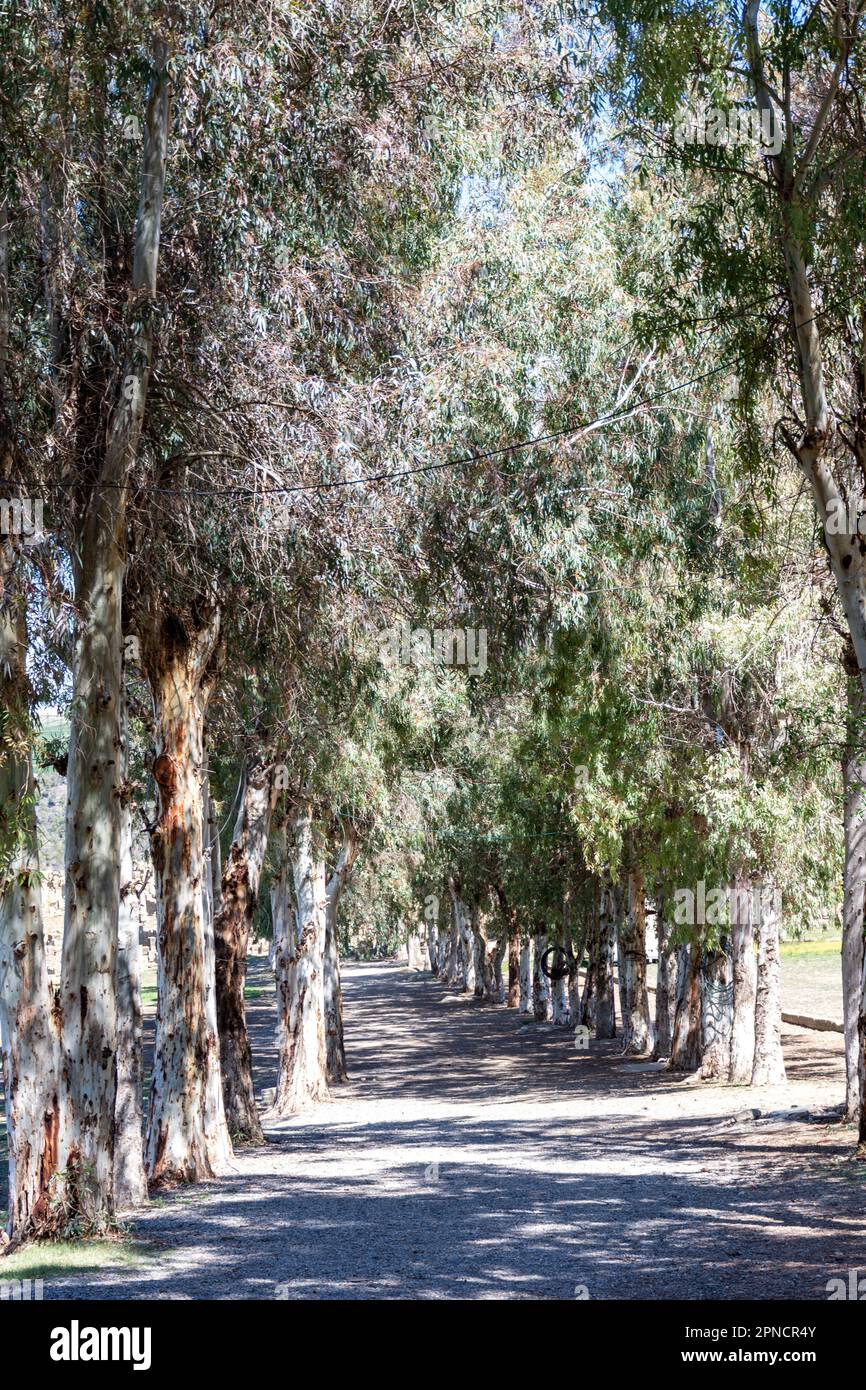 Pathway through trees in the countryside Stock Photo - Alamy